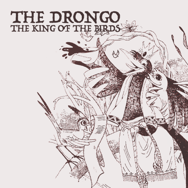 The Drongo – The King Of Birds - Johor National Parks