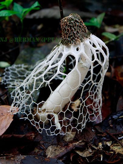 Endau-Rompin Peta - Johor National Parks